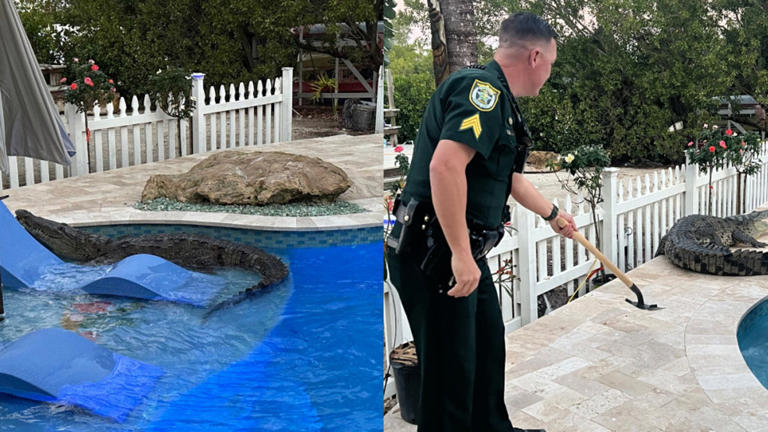 Florida Gone Wild: Animal encounters, sightings of the outrageous kind ...