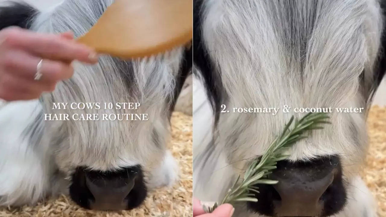WATCH: 'Moo-ve Over, Humans'; This Cow’s 10-Step Hair Care Routine Will ...