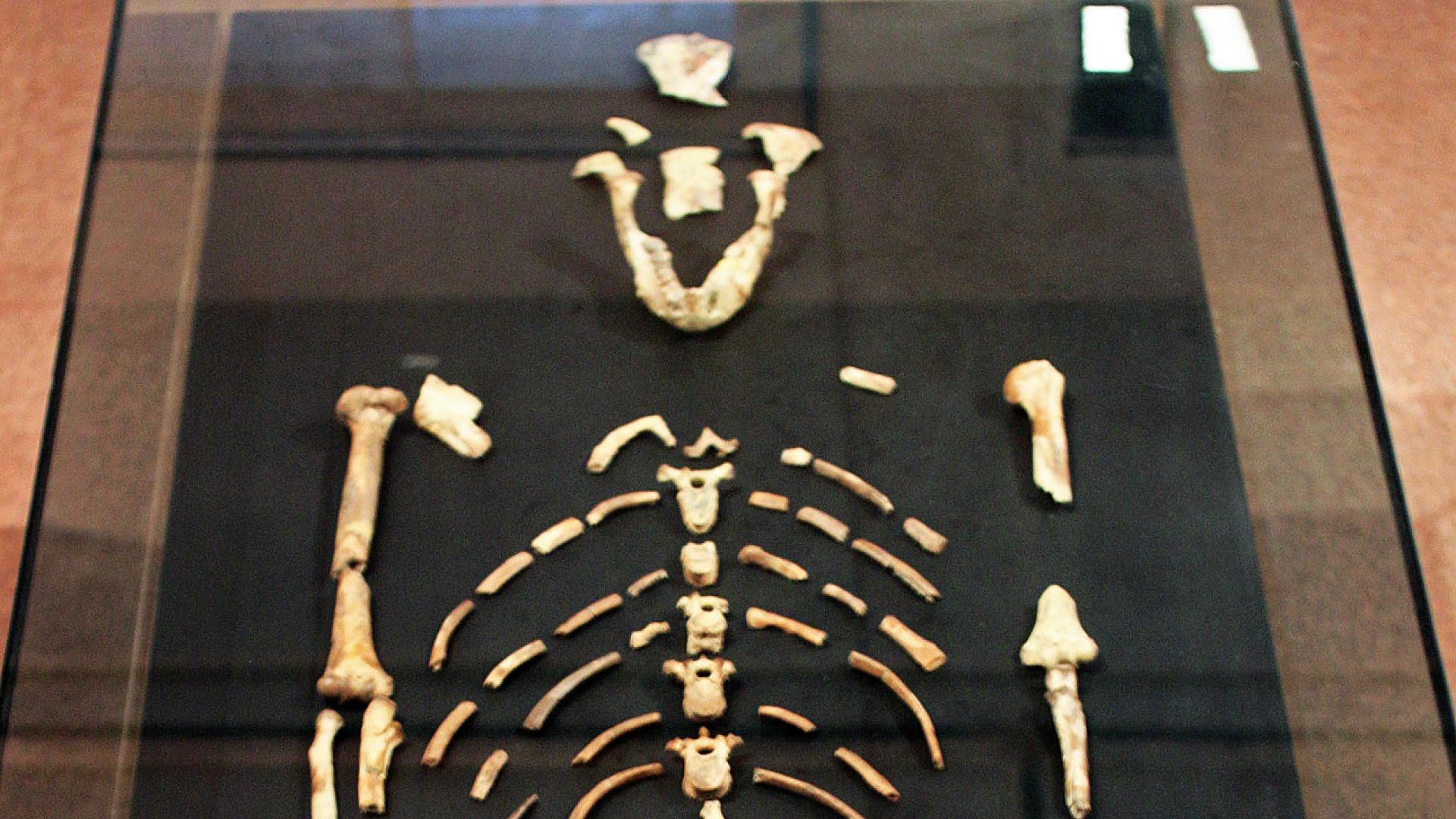 3,2 Millionen Jahre altes Fossil Lucy bald in Prag