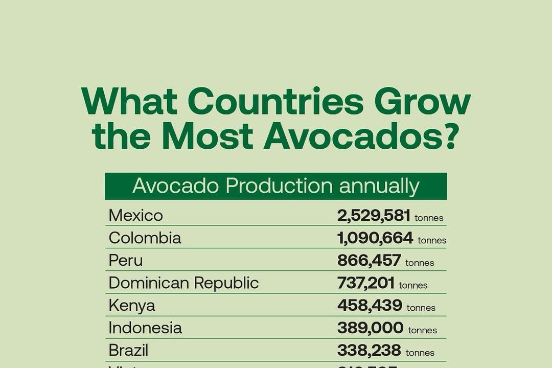 The world's top avocado producers