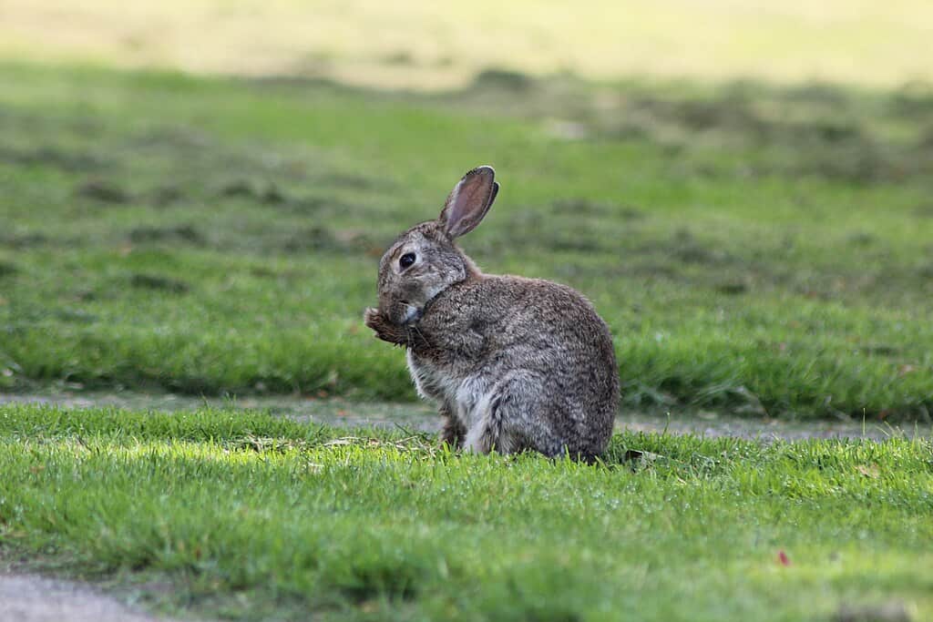 US States Terrorized By The Invasive European Rabbit