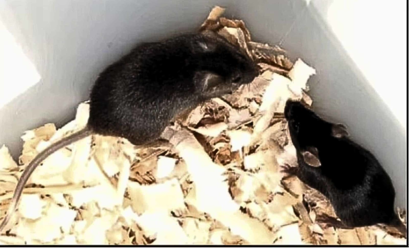 Male-Only Reproduction Is Now Real: First-Ever Mice Born from “Two ...