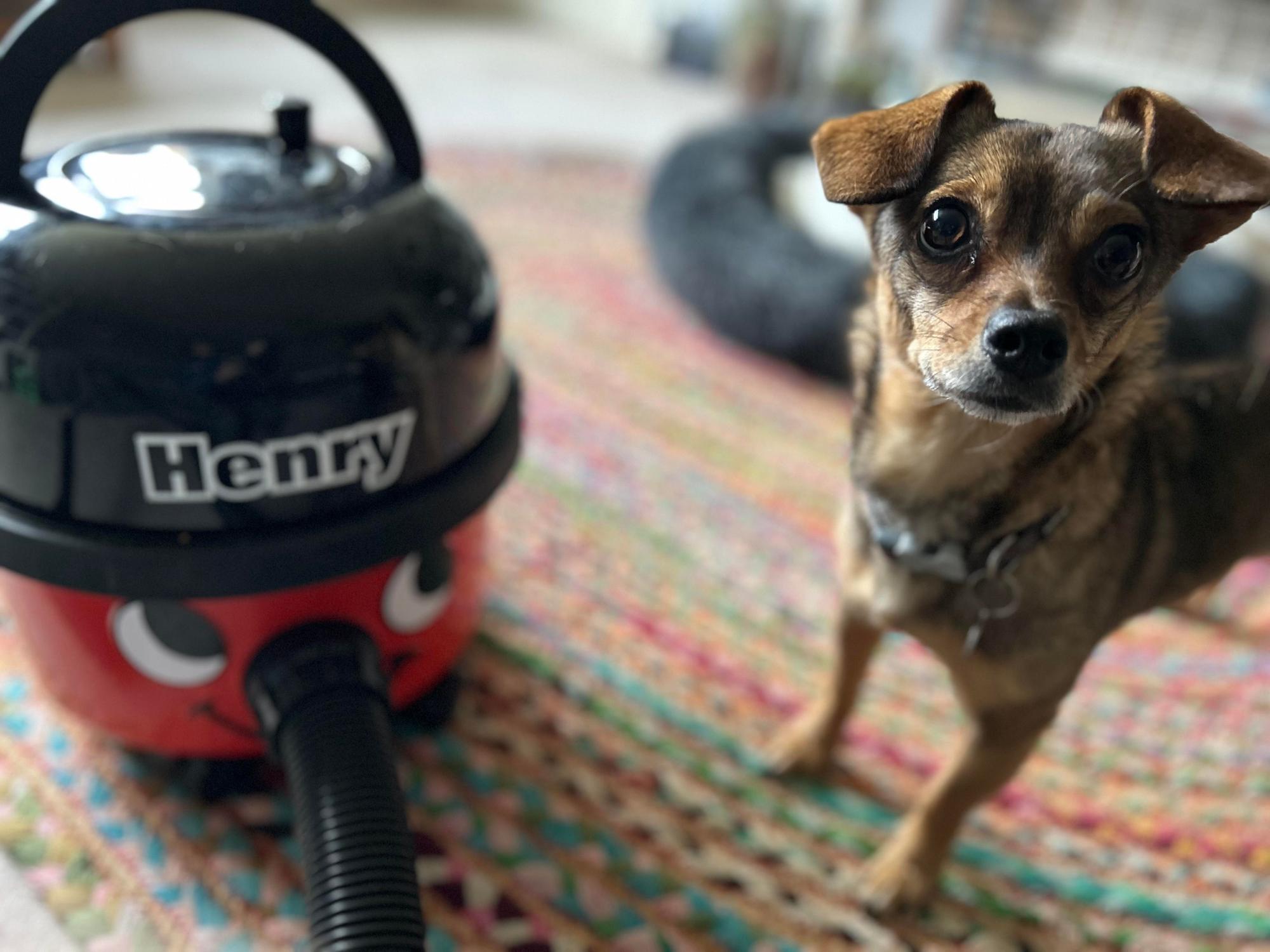 Dog afraid of the vacuum cleaner? Expert explains why, and what ...