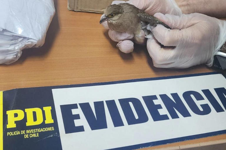 Incautan 20.000 animales en una redada mundial contra el tráfico de ...