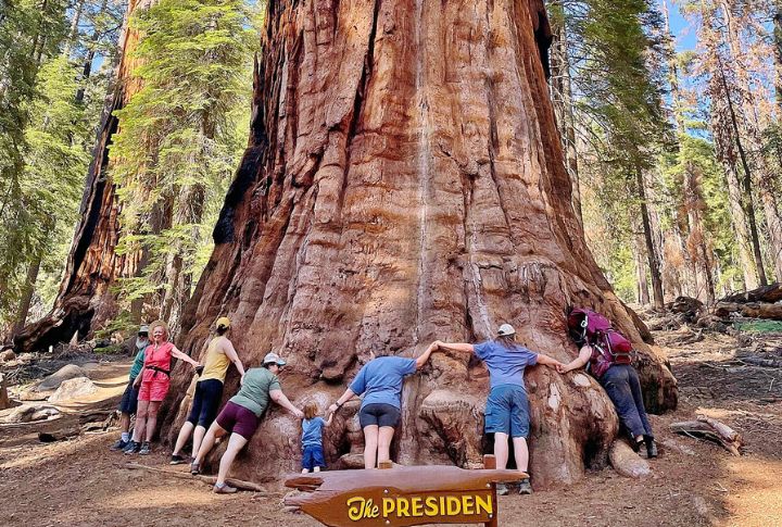 10 Massive Trees That Challenge The Limits Of Growth