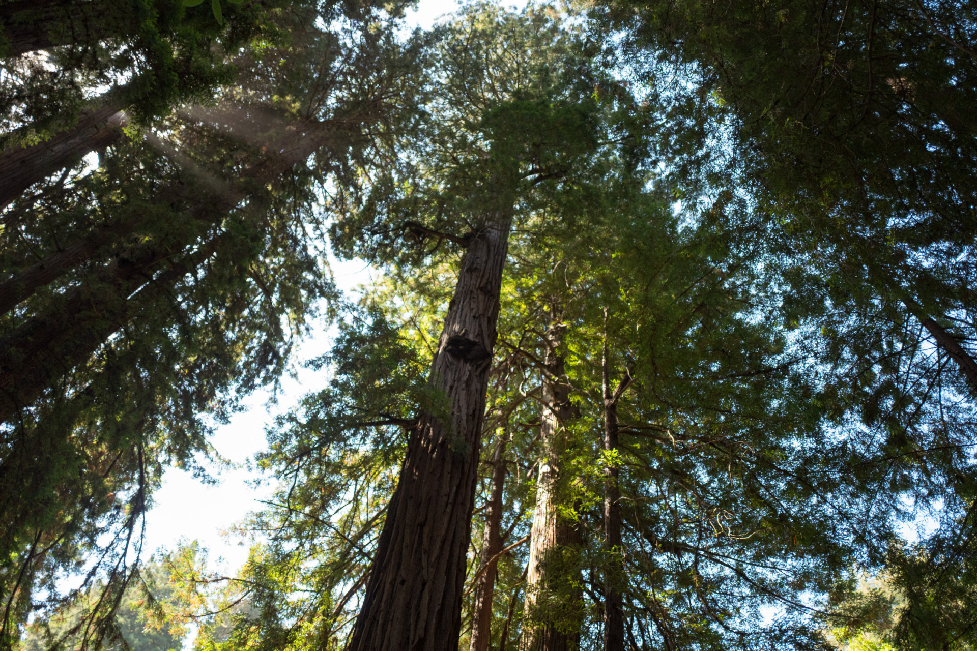 The tallest trees in the world, and where to admire them