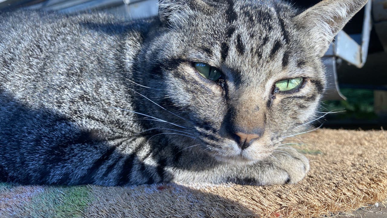 A Metro Detroit animal rescue will name a feral cat after your ex and ...