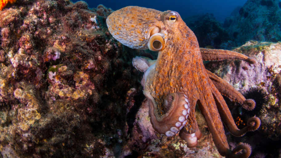 How Do Octopuses Poop?