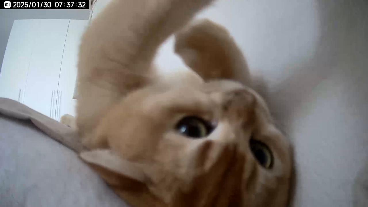 Pet cat baffled by family's new CCTV cameras