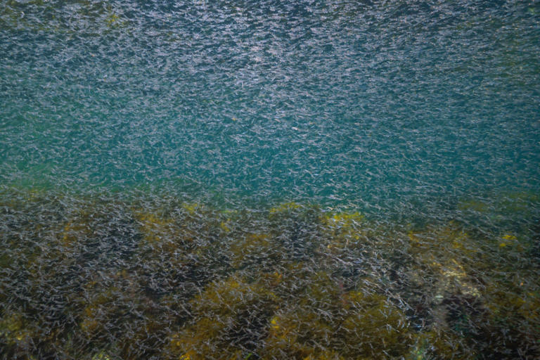 How scientists are counting tiny critically important sea creatures ...