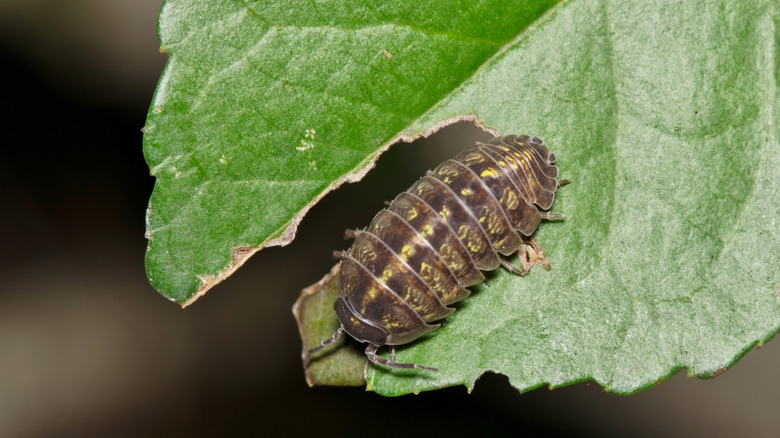 Protect Your Plants With These Proven Methods To Control Pillbugs And ...