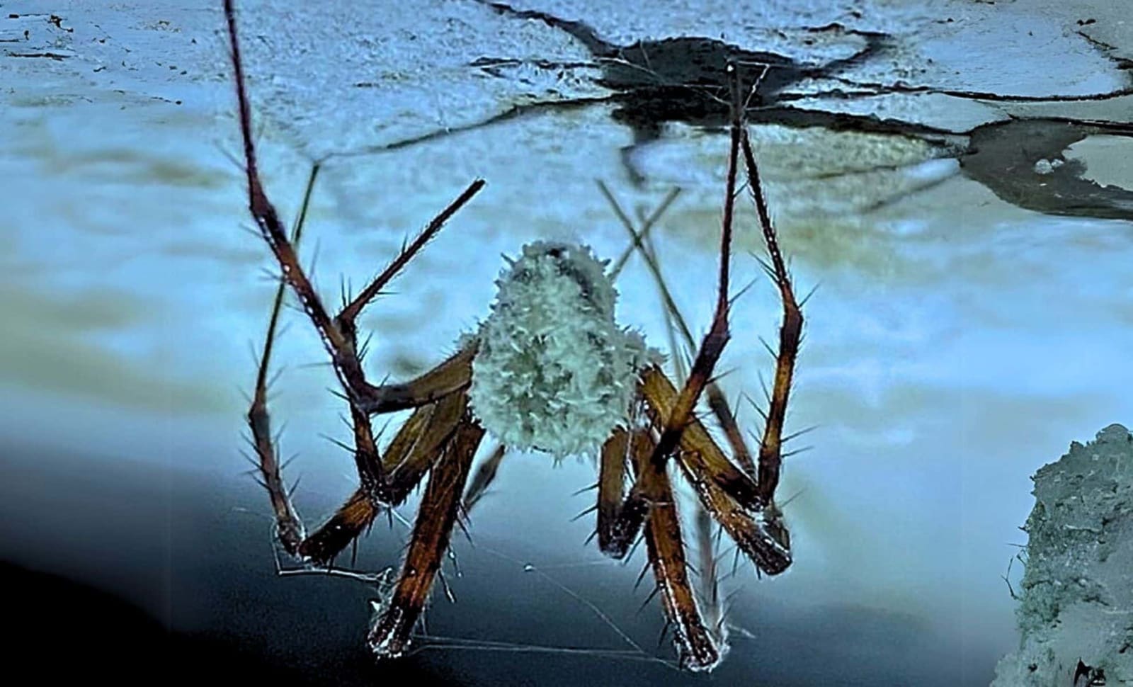 Scientists Discover ‘Hidden Epidemic’ of Mind-Controlling Fungi Turning ...