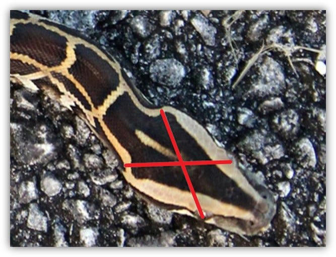 Florida Python Challenge registration open: You can join hunt for ...