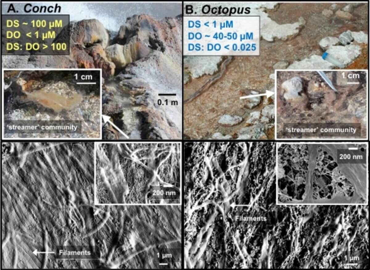 Microbes in Yellowstone’s hot springs reveal how early life survived ...