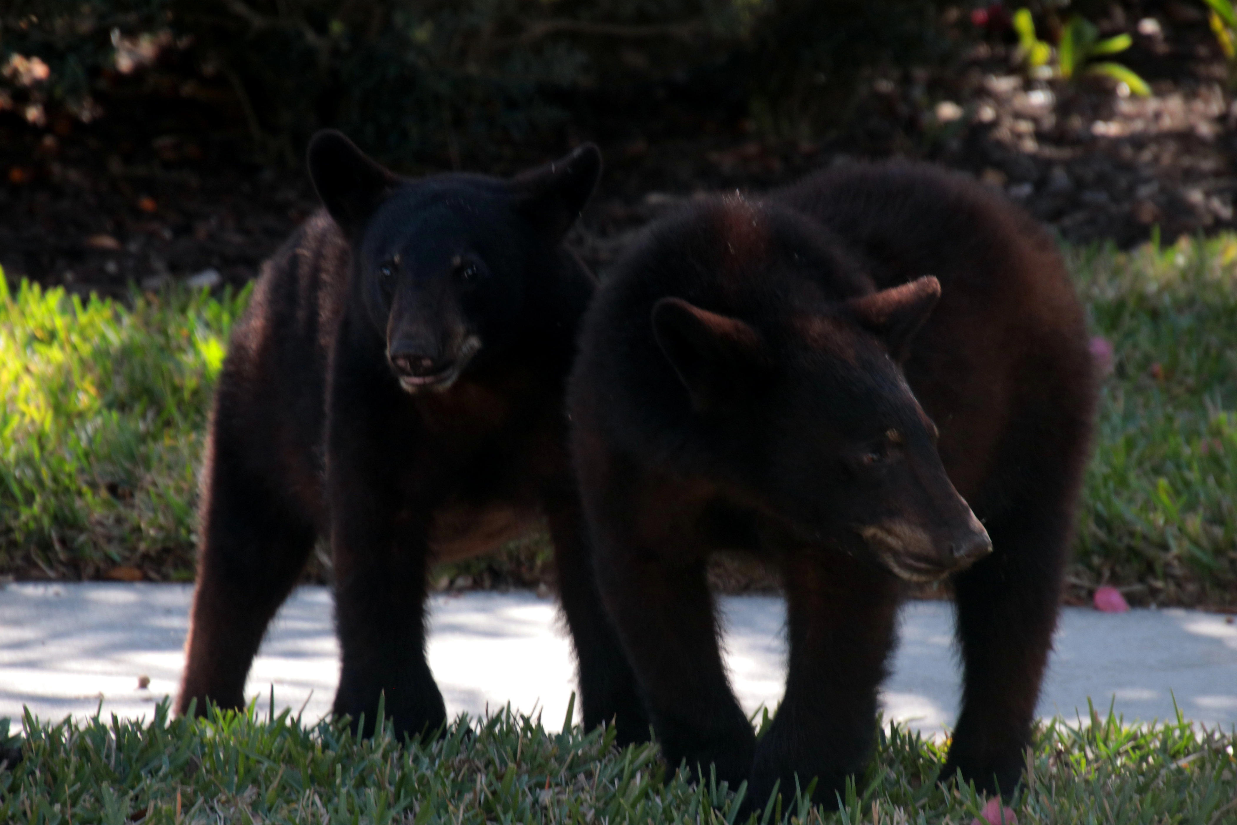 'Fed bear is a dead bear': What to do if a Florida black bear comes ...