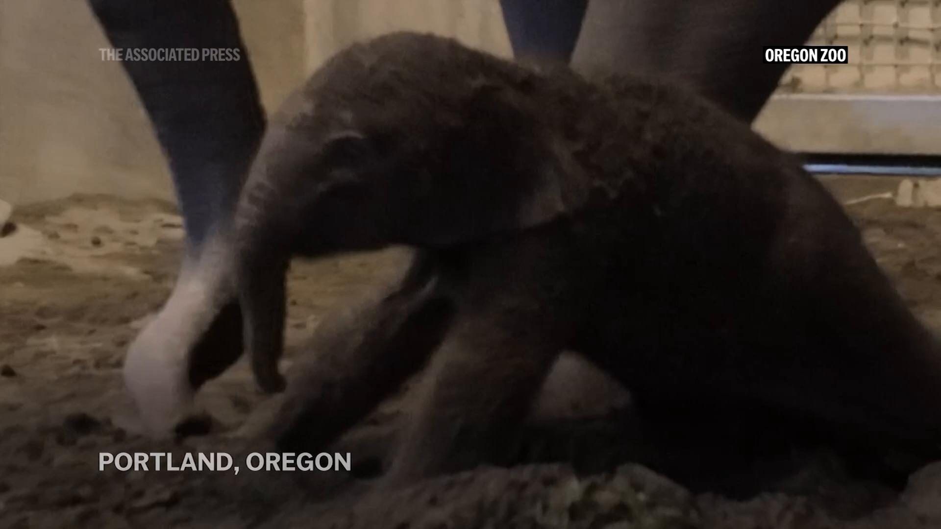 The Oregon Zoo welcomes a new baby elephant
