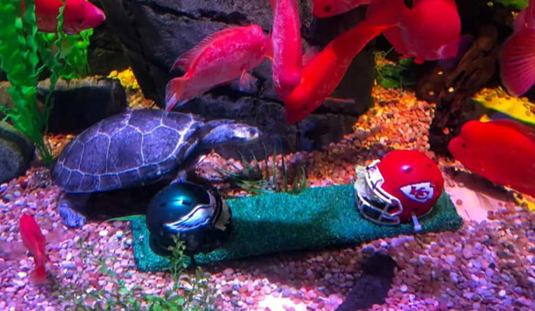 Shell Game: NJ Aquarium's Turtle Picks Super Bowl LIX Winner—Eagles Or ...