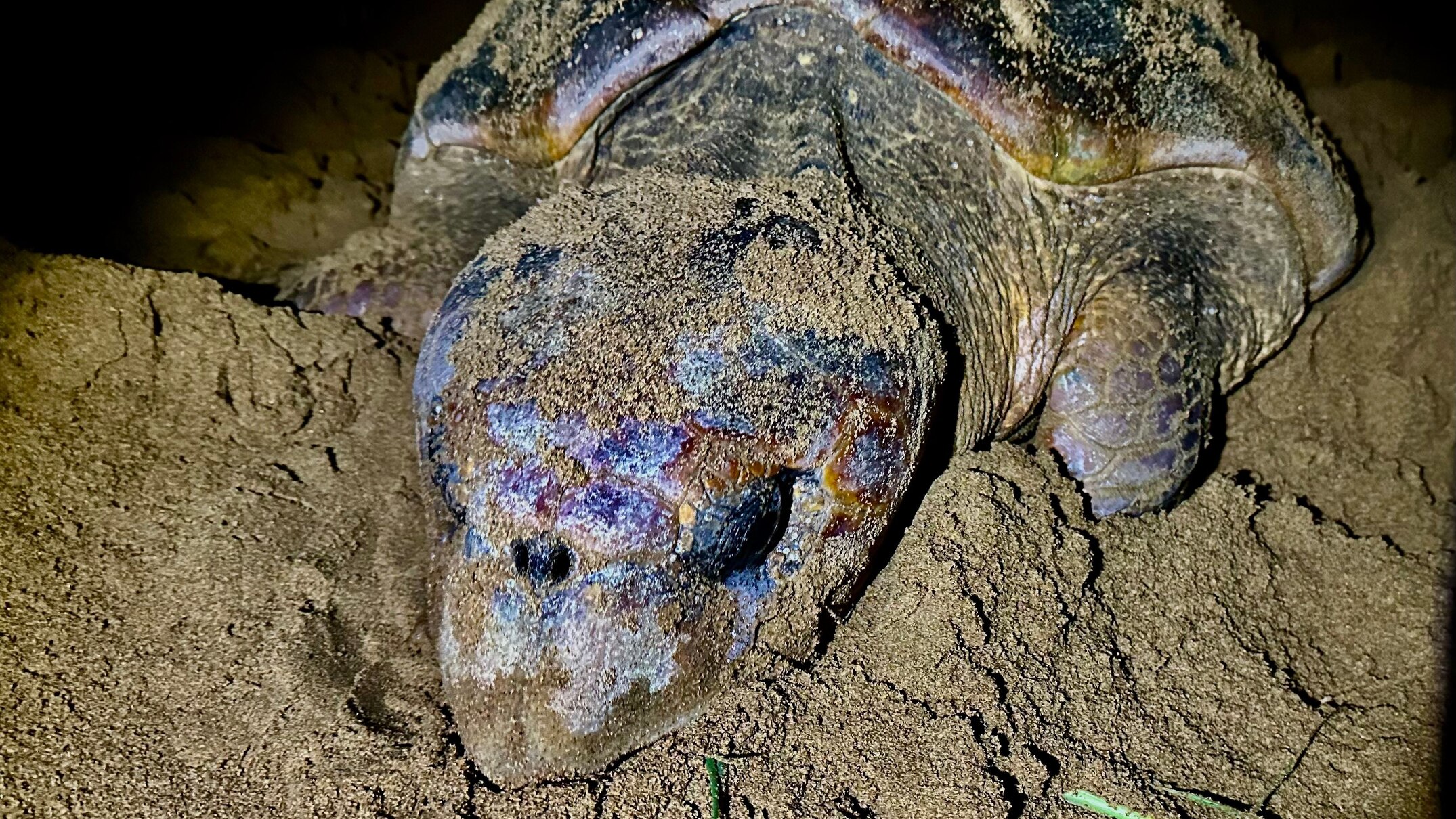 Endangered loggerhead turtles break nesting record at Mon Repos beach