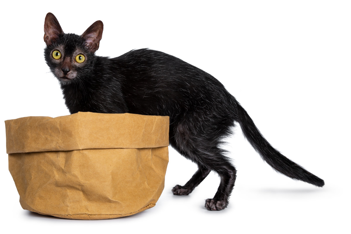 13 Really Weird Cat Breeds: Is Your Cat One?
