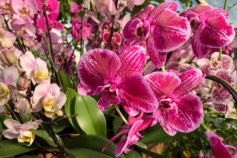 En fotos: nueve plantas nativas ideales para tener en casa y cómo cuidarlas