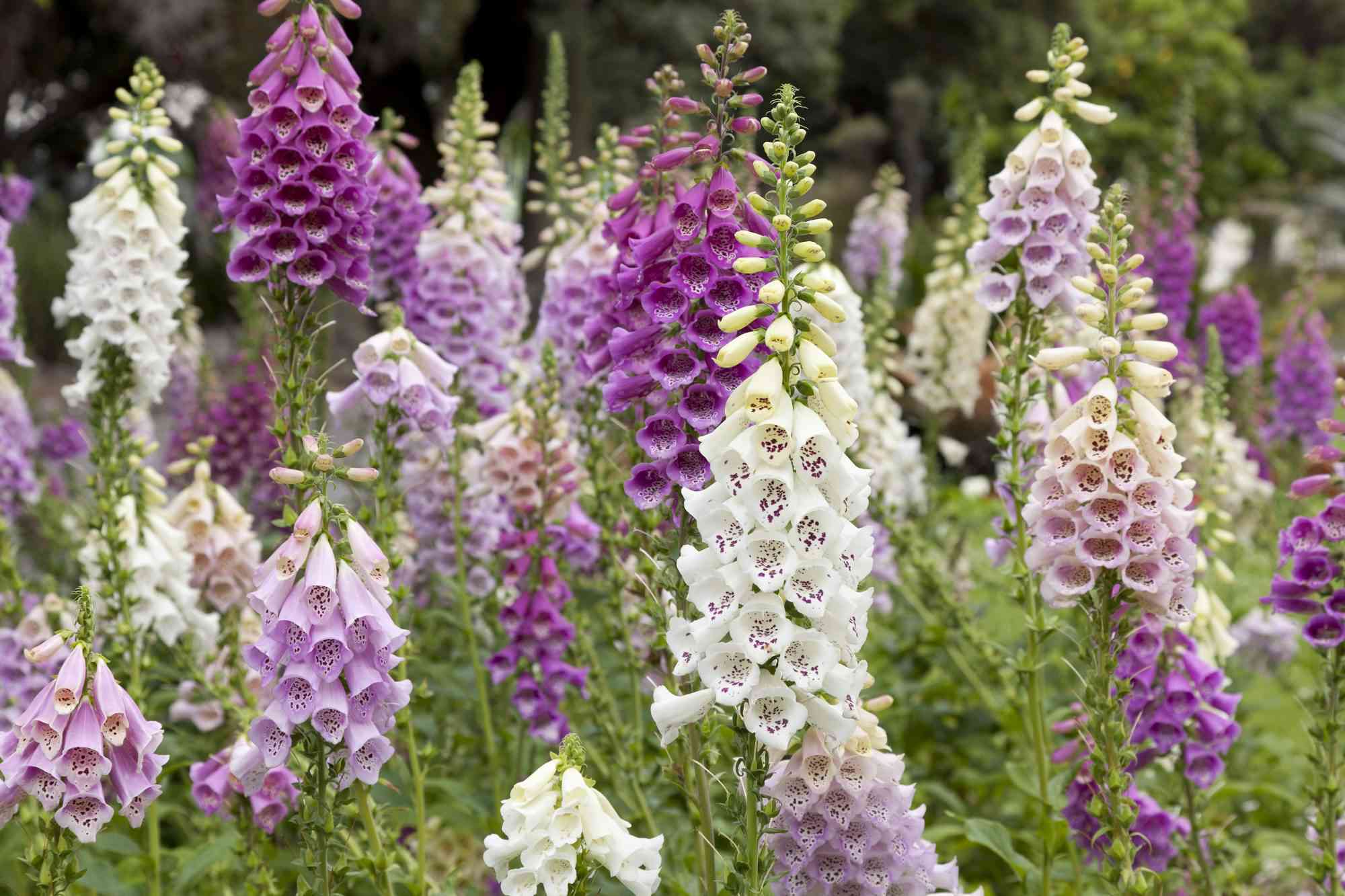 How To Grow And Care For Foxglove