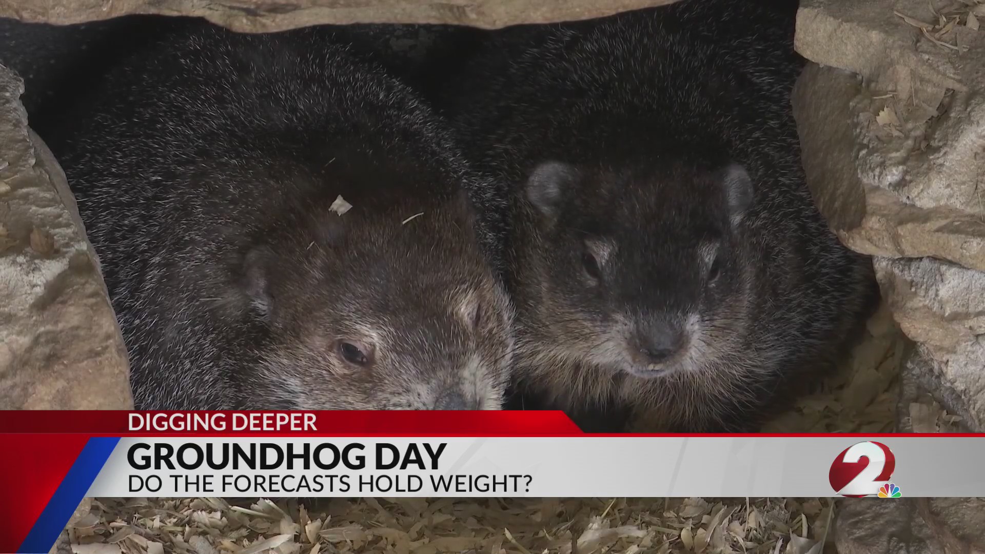 Can groundhogs correctly predict the weather?