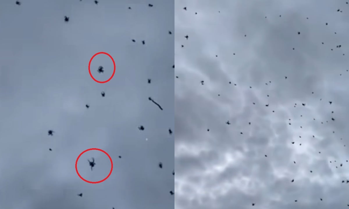 ¡Impactante! Lluvia de arañas sorprende en Brasil