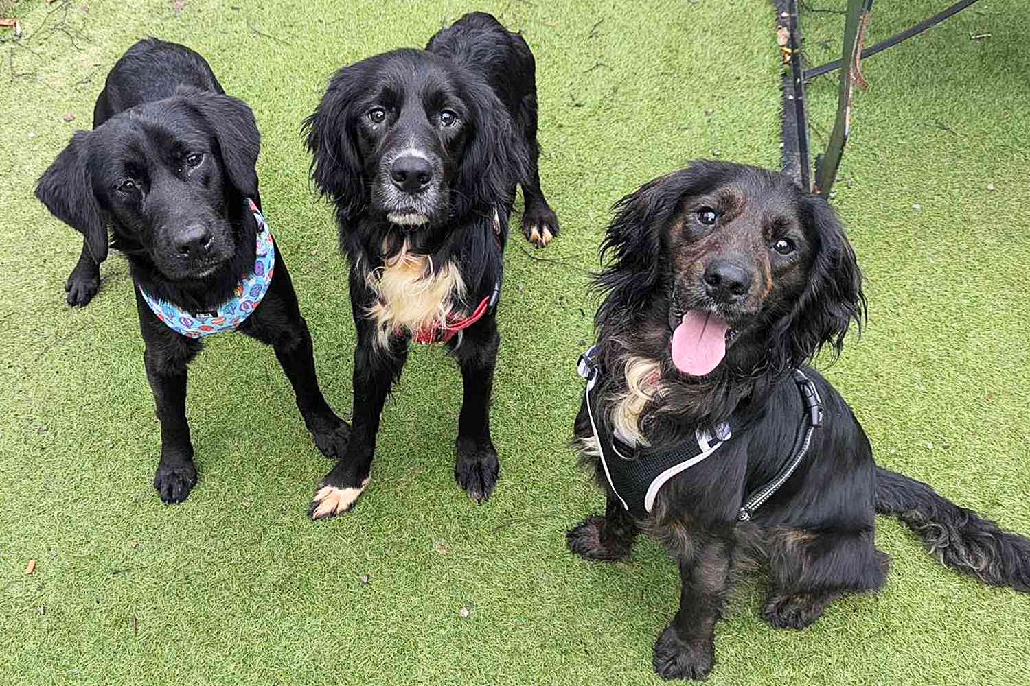 Rescue Takes in Over 27 Abandoned Labs and Golden Retrievers. They Fear ...