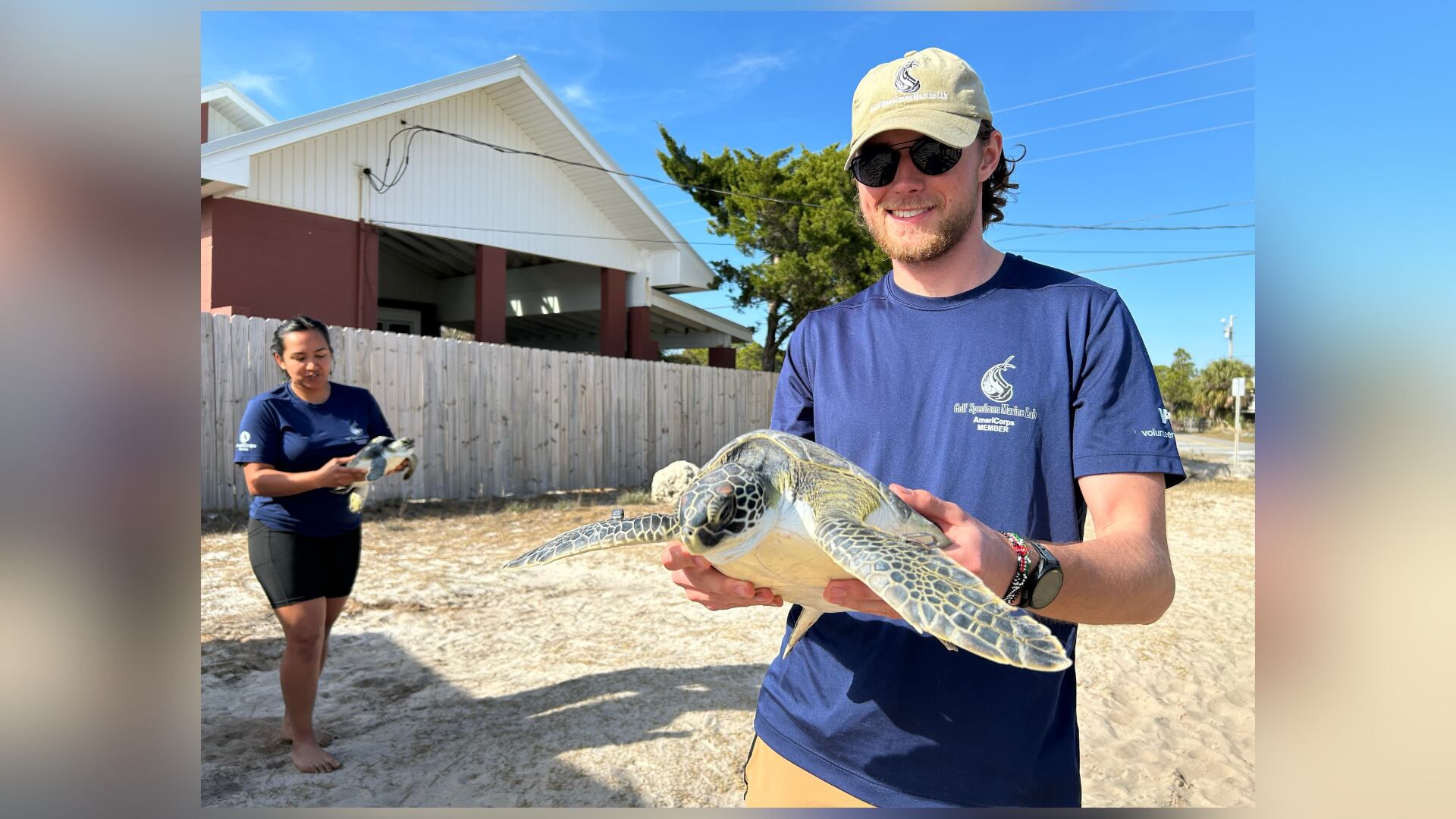 Sea turtles rescued from rare winter storm released at Alligator Point ...