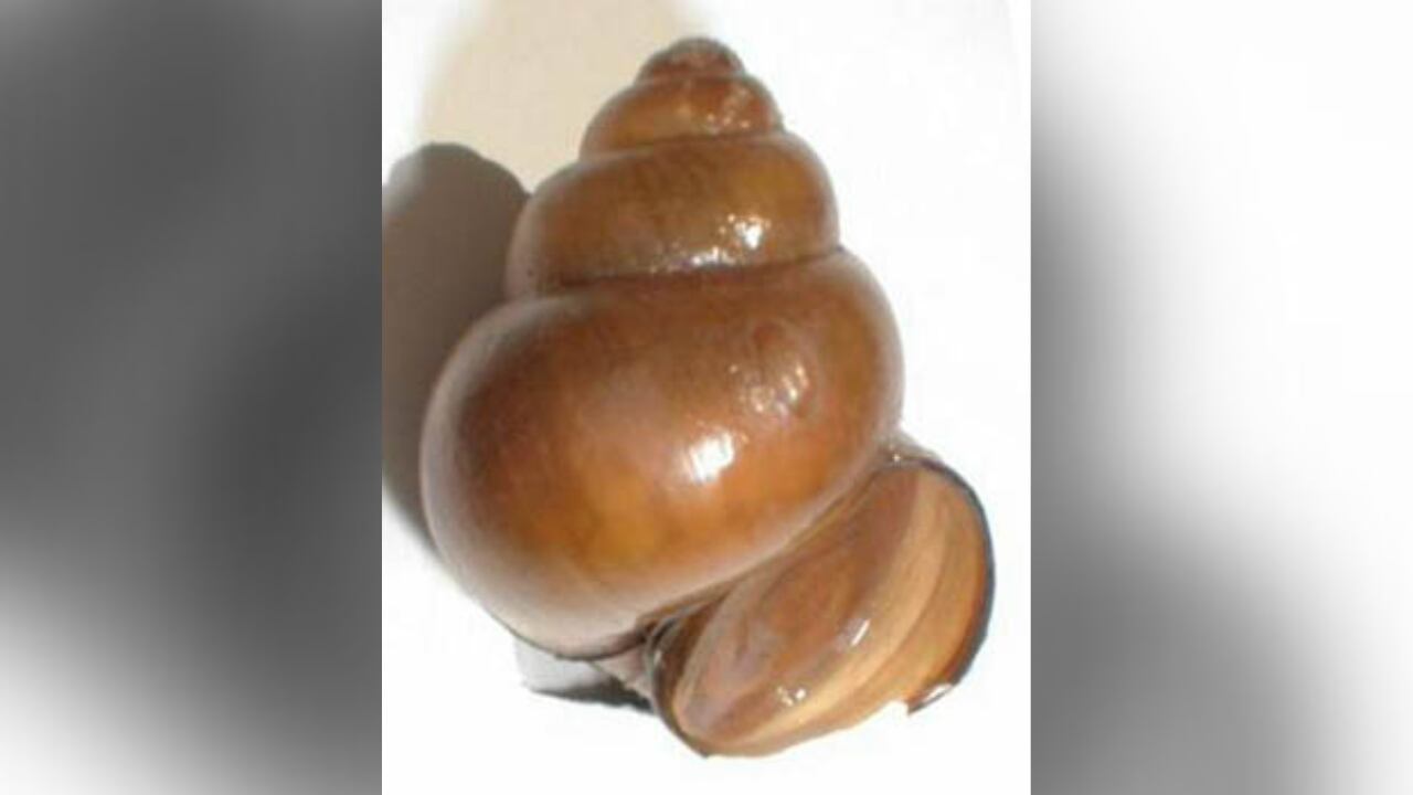 Infectious parasite found in invasive snail species, Georgia Department ...