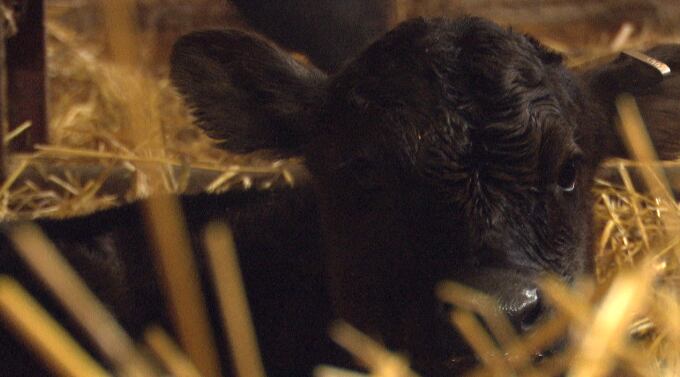 Warm winter and advanced tech make for a streamlined calving season