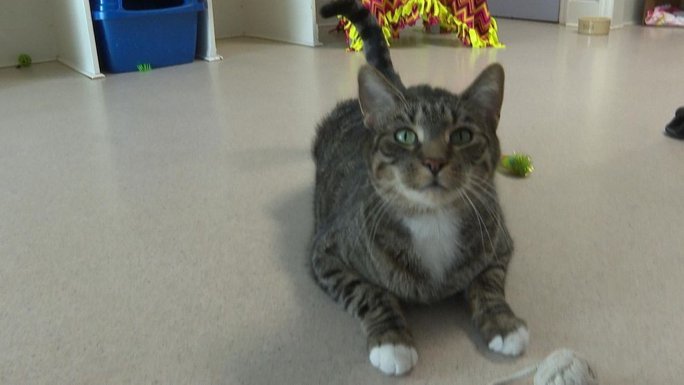 Adopt-a-Pet of Fenton gears up for annual Wags and Whiskers Gala