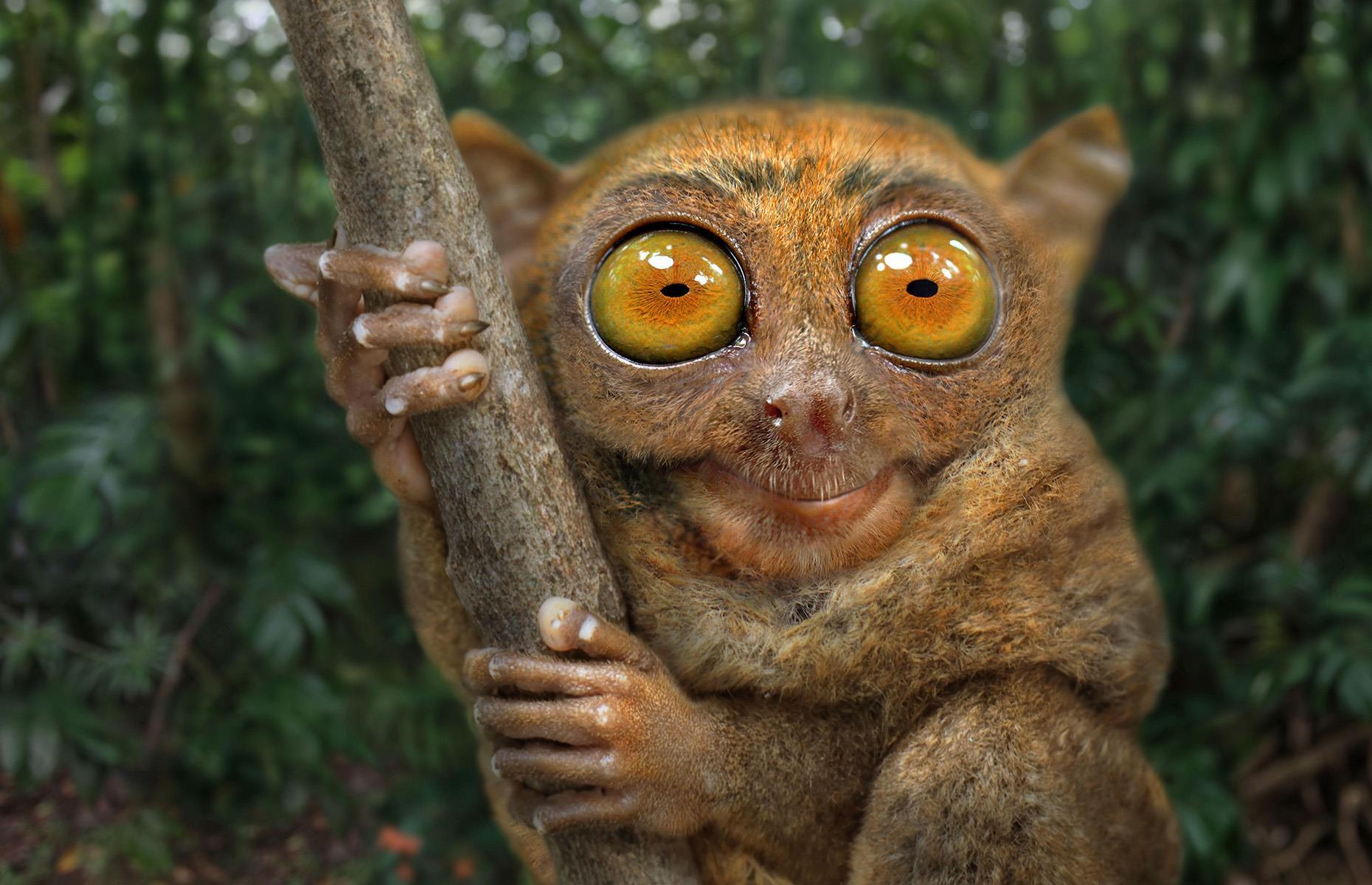 ¿Cuál es el animal más FEO del mundo? 35 criaturas tan feas que te ...