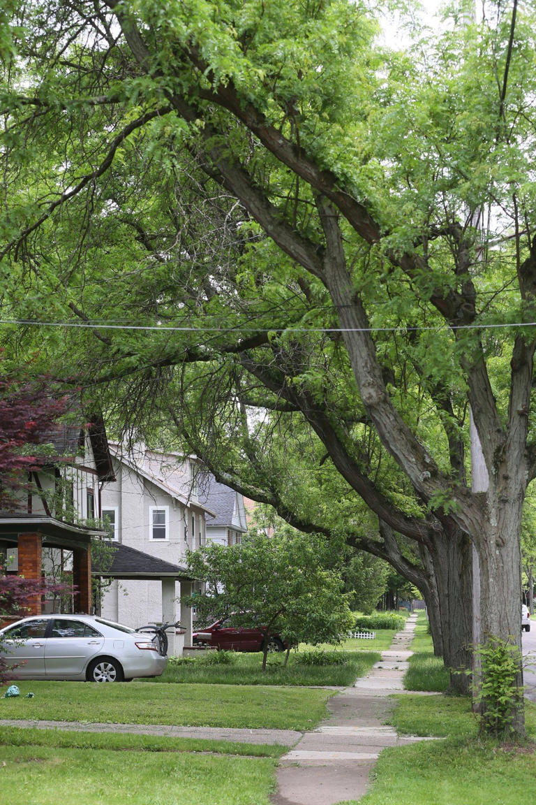 Join the City of Akron in celebrating Arbor Day at a free tree planting ...