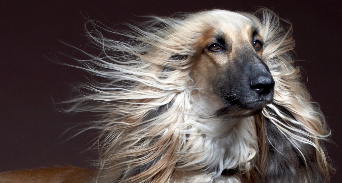 20 Long-Haired Dog Breeds That Give Rapunzel a Run for Her Money