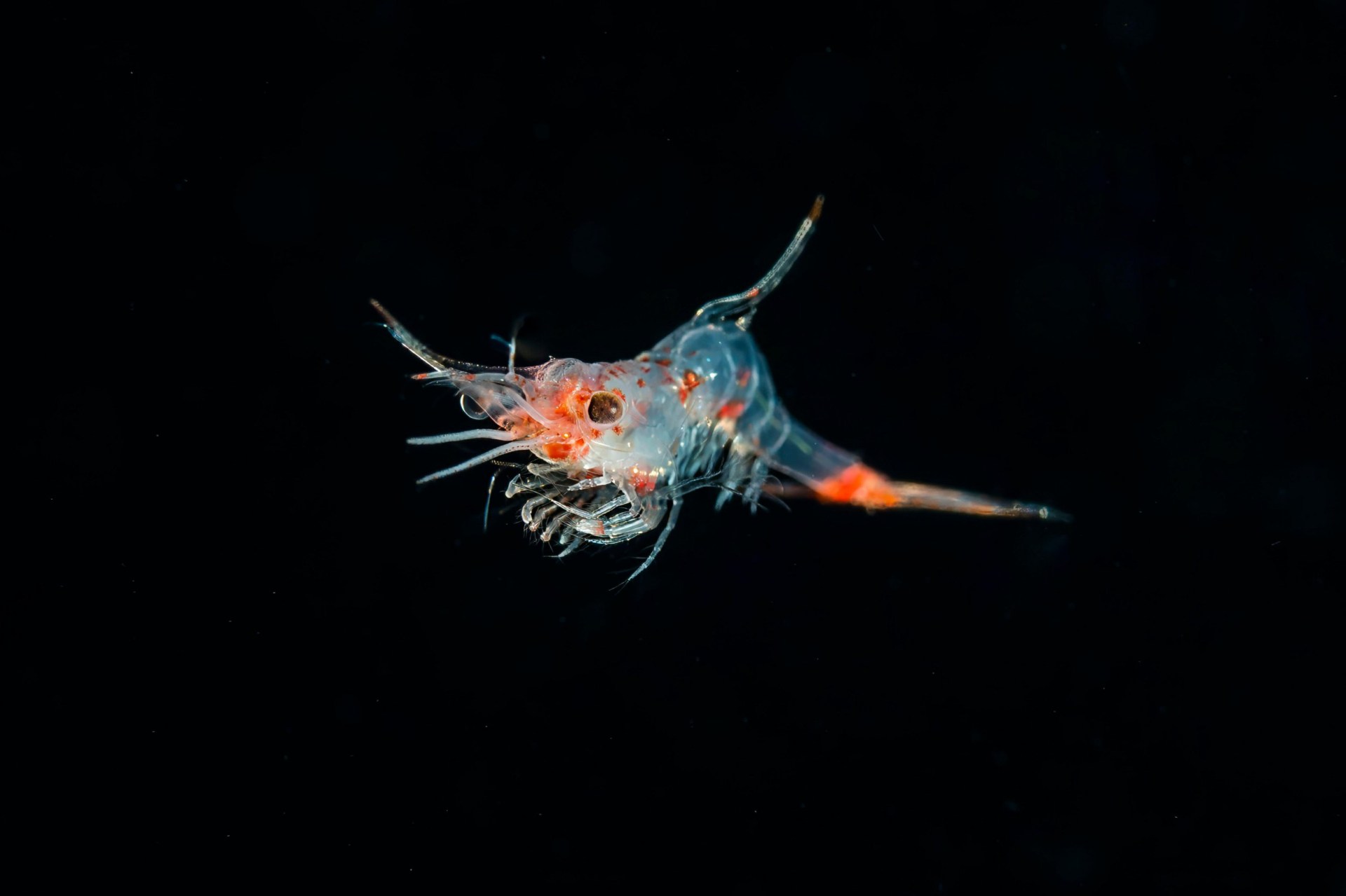 How scientists are counting tiny critically important sea creatures ...