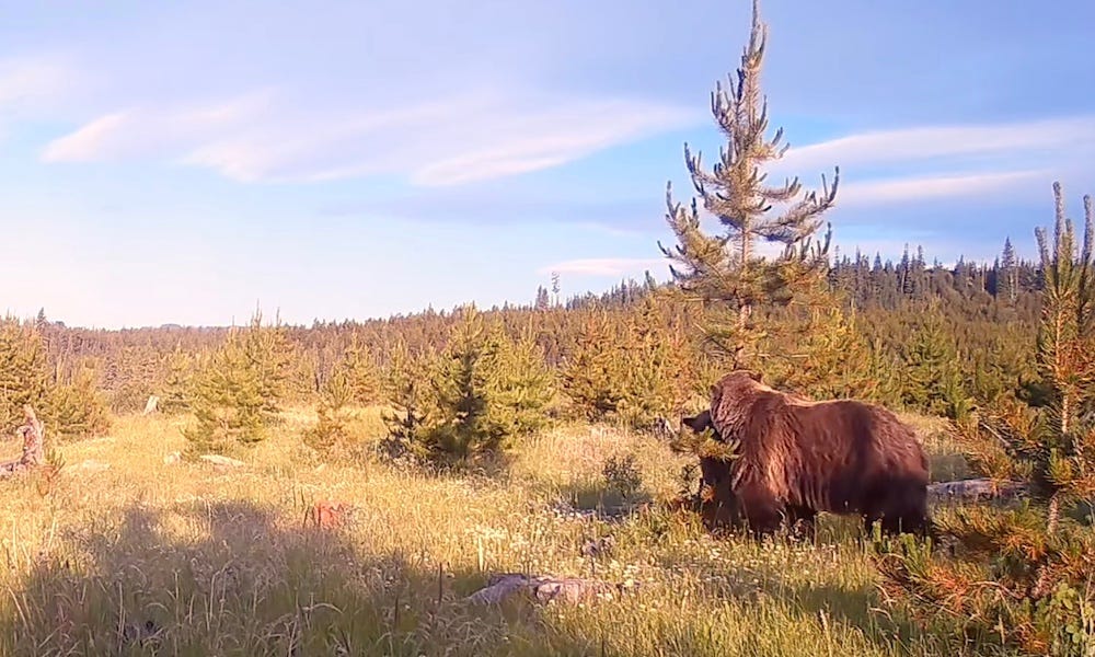 Grizzly bear trail-cam footage heightens concern for wild horses