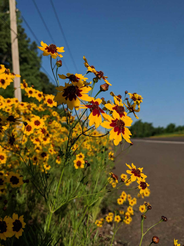 Wildflowers that Grow in Oklahoma | Where to Find Them & How to Grow Them