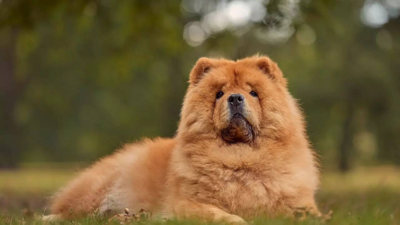 Chow Chow puppies painted as tigers? Here’s how visitors reacted when ...