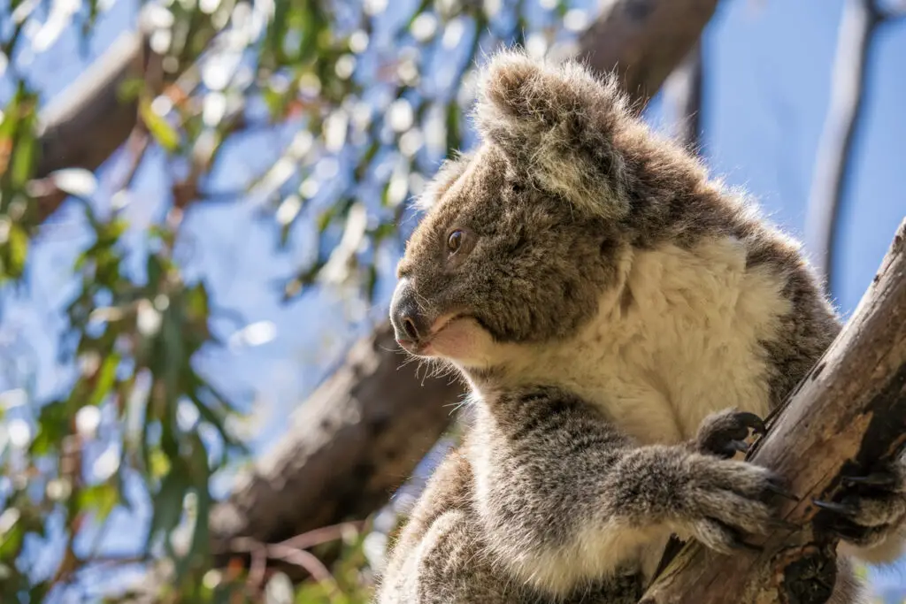 The Truth About Why Koalas Are Cute — But Also Dangerous