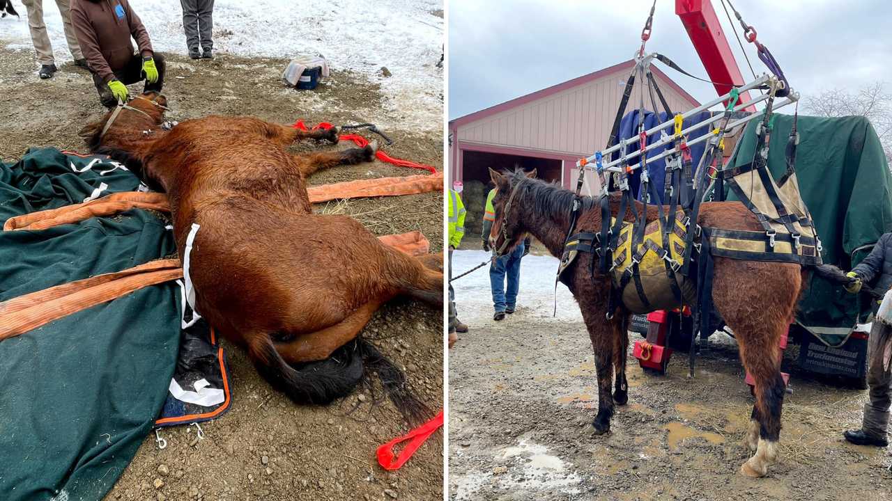Rescuers Lift Fallen Horses To Safety After Slips On Ice In Hudson Valley