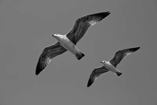 Climate Change and Animal Migration Are We Interfering with Natures Own ... Climate Change and Animal Migration Are We Interfering with Natures Own ...