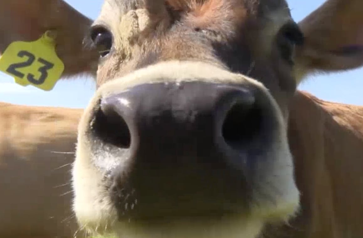 Dutch Meadows Dairy named 2025 Dairy Farm of the Year by MSU