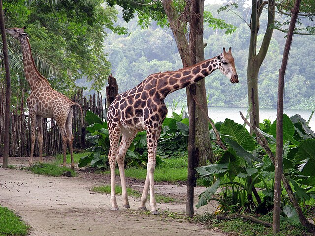 10 Most Beautiful Zoos In The World On The Forefront Of Conservation