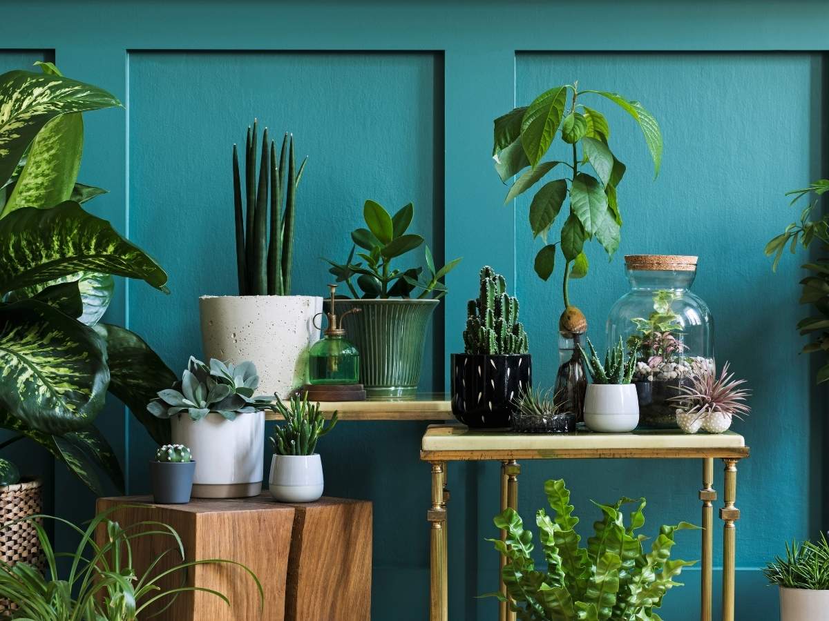 Multa de 200 mil pesos por tener esta planta en México