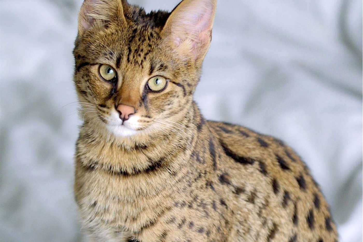 15 Fierce Cat Breeds That Can Be a Handful