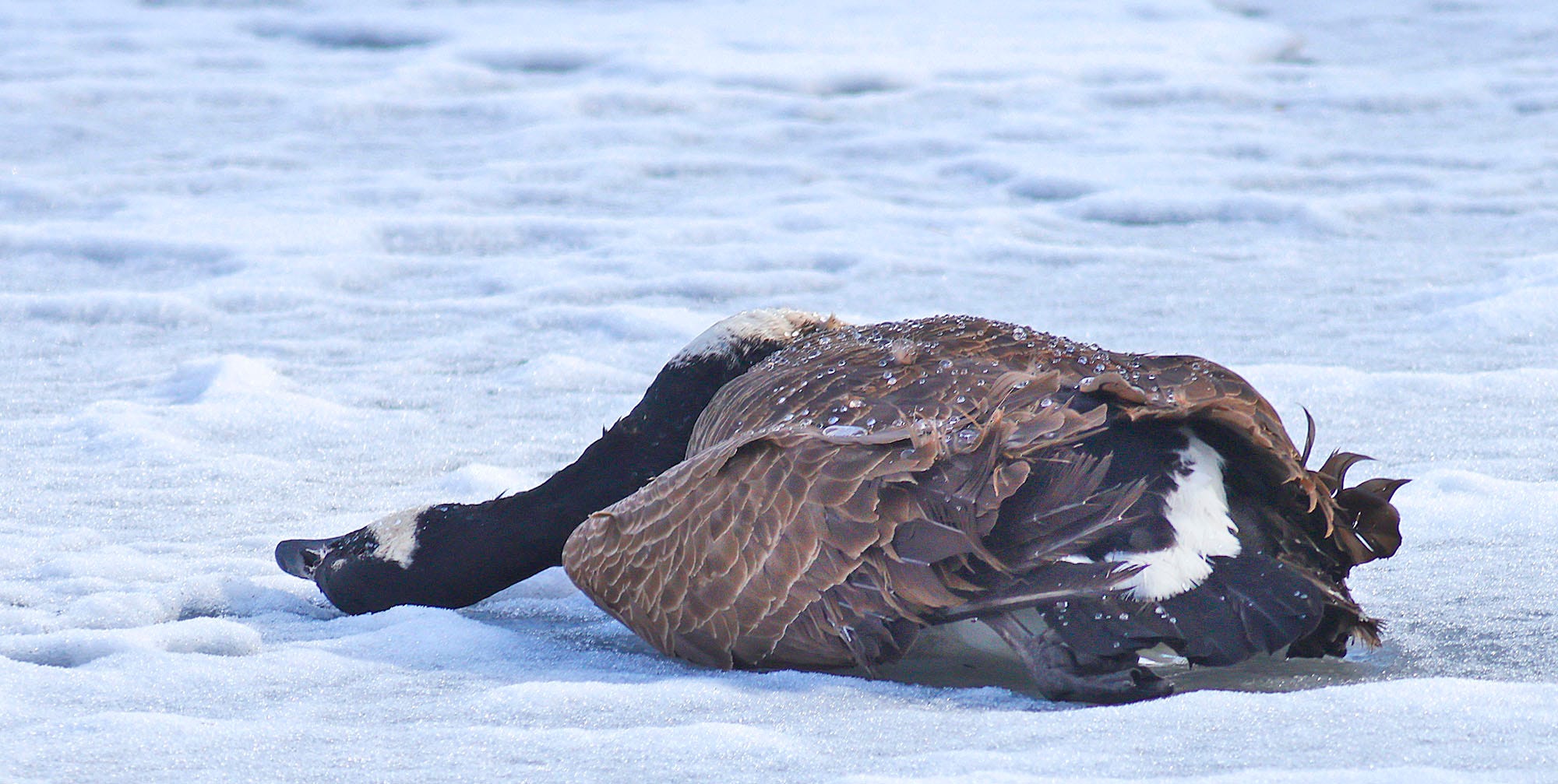 Bird flu in North Carolina: What to know following Buncombe County ...
