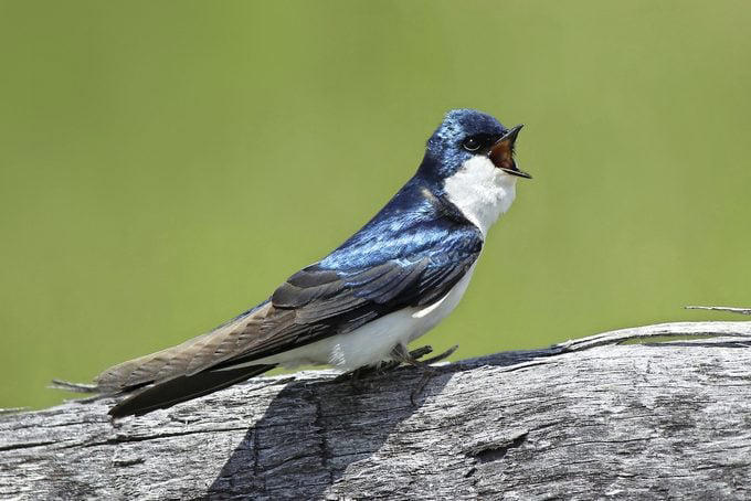 8 types of swallow birds you should know