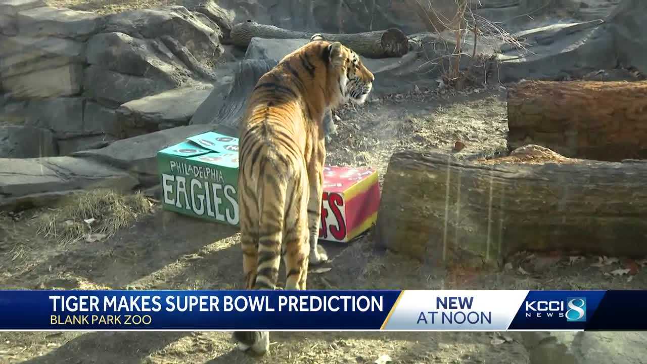 Des Moines zoo's tiger picks this year's NFL champion