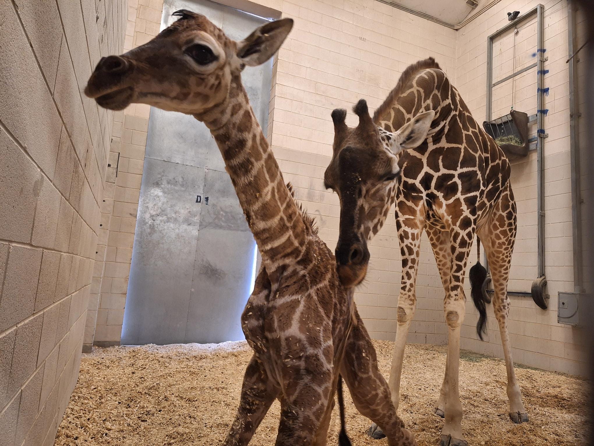 El Paso Zoo welcomes second baby giraffe; gender reveal set for Wednesday